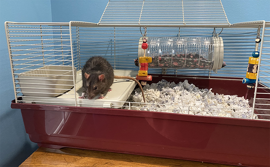 What about the rats? UW-Whitewater students adopt classroom rodents ...